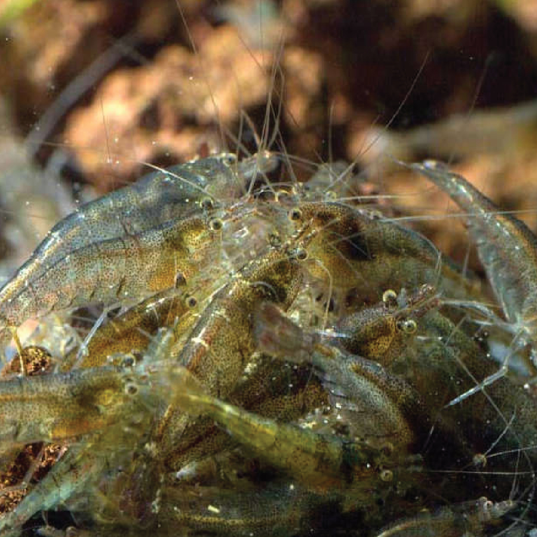 Malaya Shirmp 马来亚虾 – Green Mori