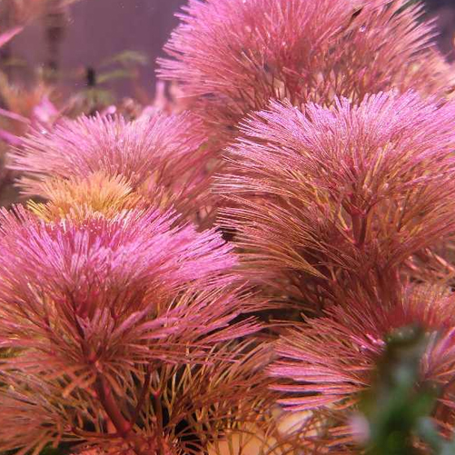 红菊 Cabomba Red – Green Mori