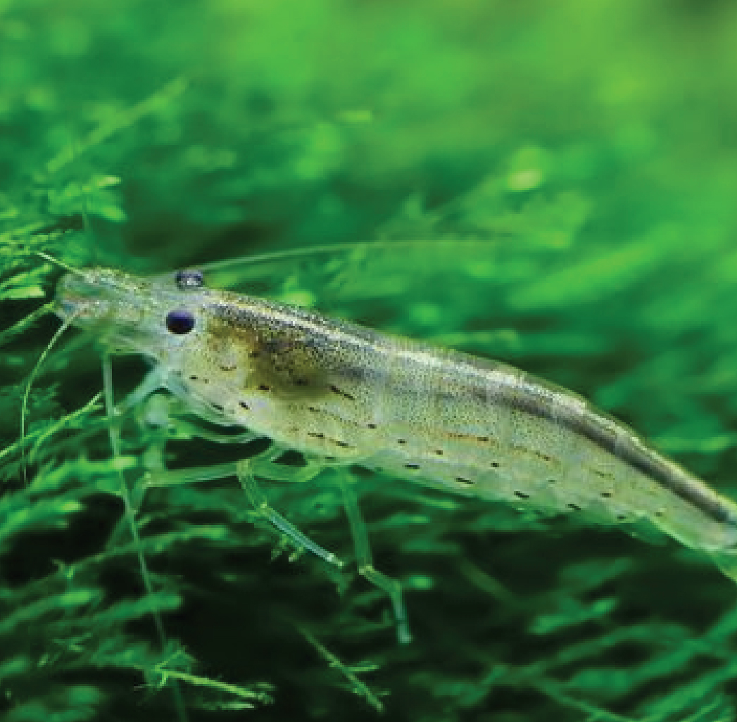Yamato (Takashi Amano Shrimp) 大和藻虾 – Green Mori
