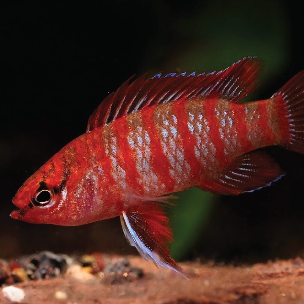 Red Badis Badis 火焰变色龙 – Green Mori