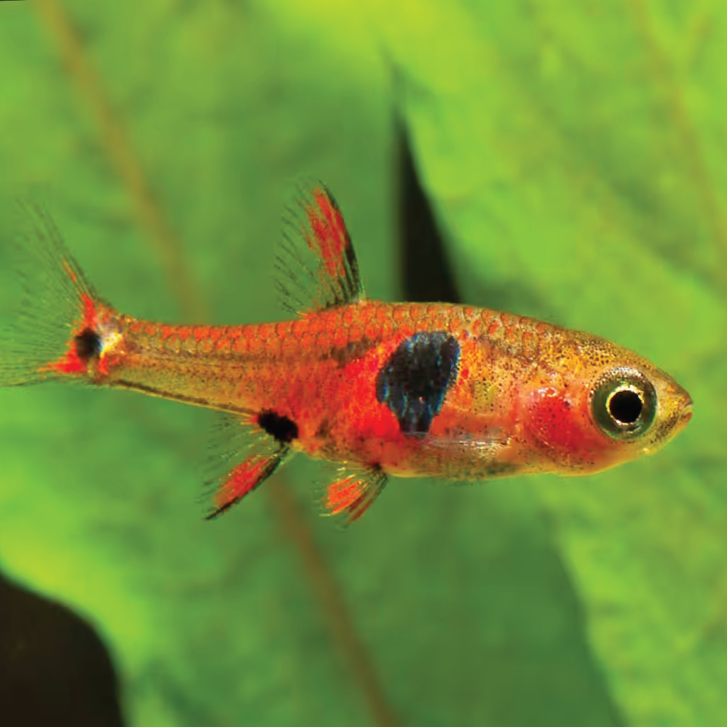 Strawberry Rasbora 圆点小丑灯 – Green Mori
